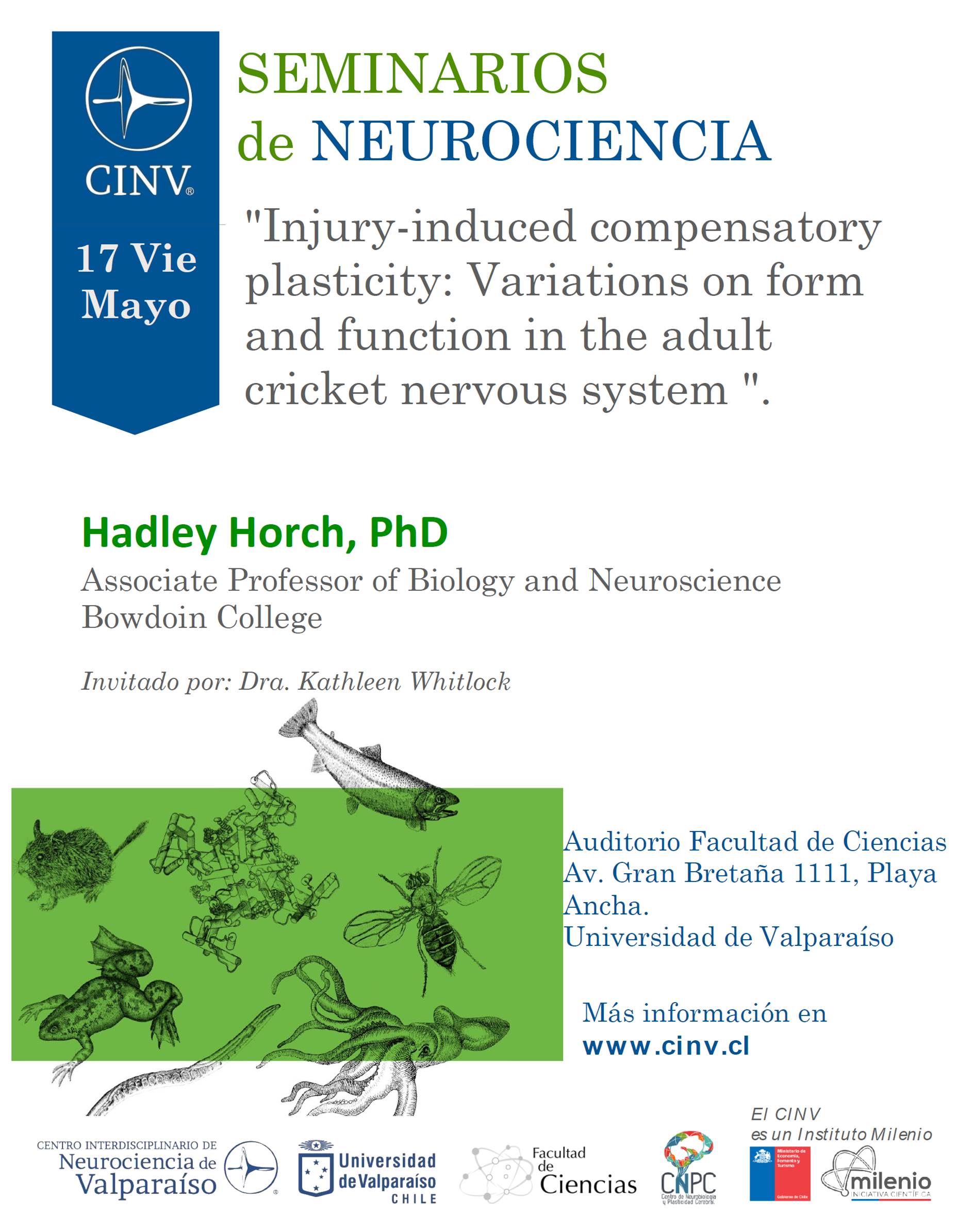 Injury-induced compensatory plasticity: Variations on form and function ...